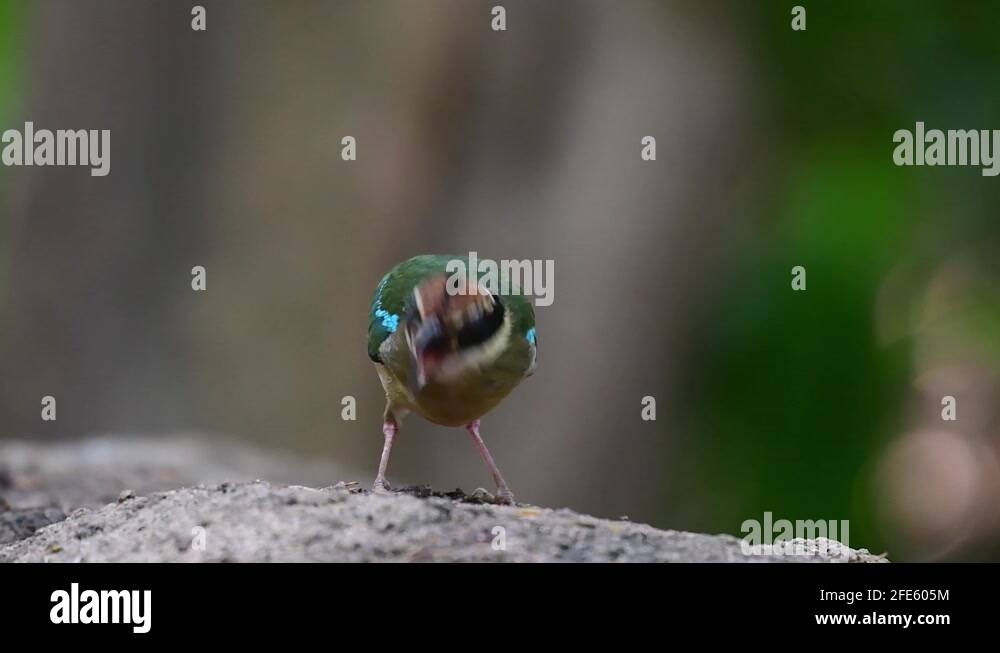 Fairy pitta Stock Videos & Footage - HD and 4K Video Clips - Alamy