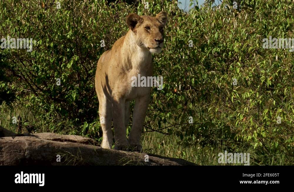 Lioness standing on rock Stock Videos & Footage - HD and 4K Video Clips ...