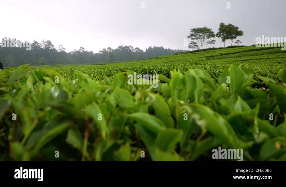 Indonesia tea plantation indonesia tea Stock Videos & Footage - HD and ...