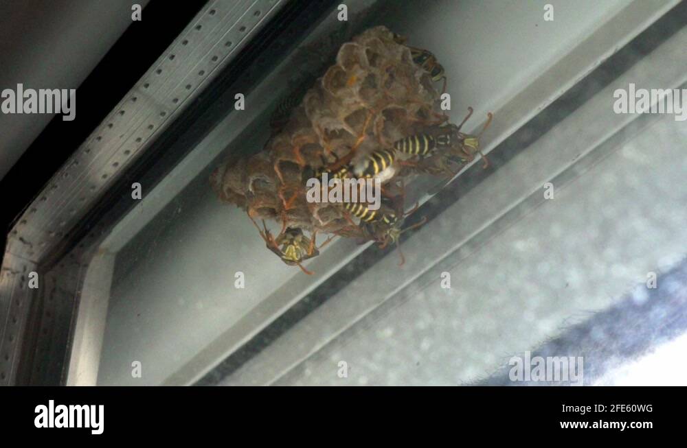Close up footage of wasps, making hive on house's window 120fps Stock ...