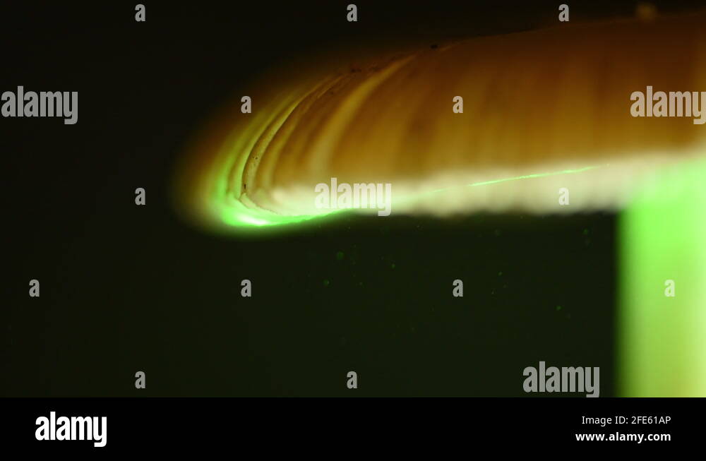 Releasing spores Stock Videos & Footage - HD and 4K Video Clips - Alamy