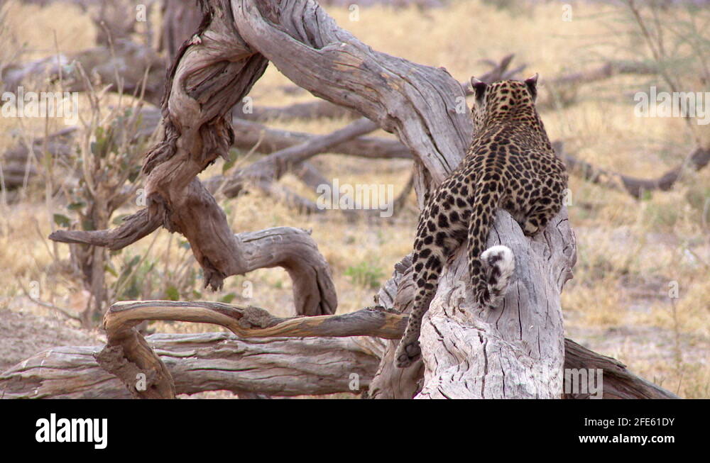 A wide shot showing a Leopard from behind as he is laying on a fallen ...