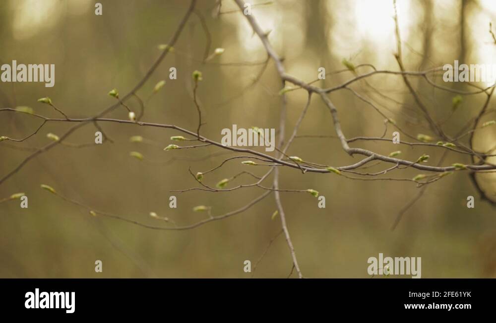 Tree Buds Sprouting On The Twigs In The Forest With Blurry Background ...