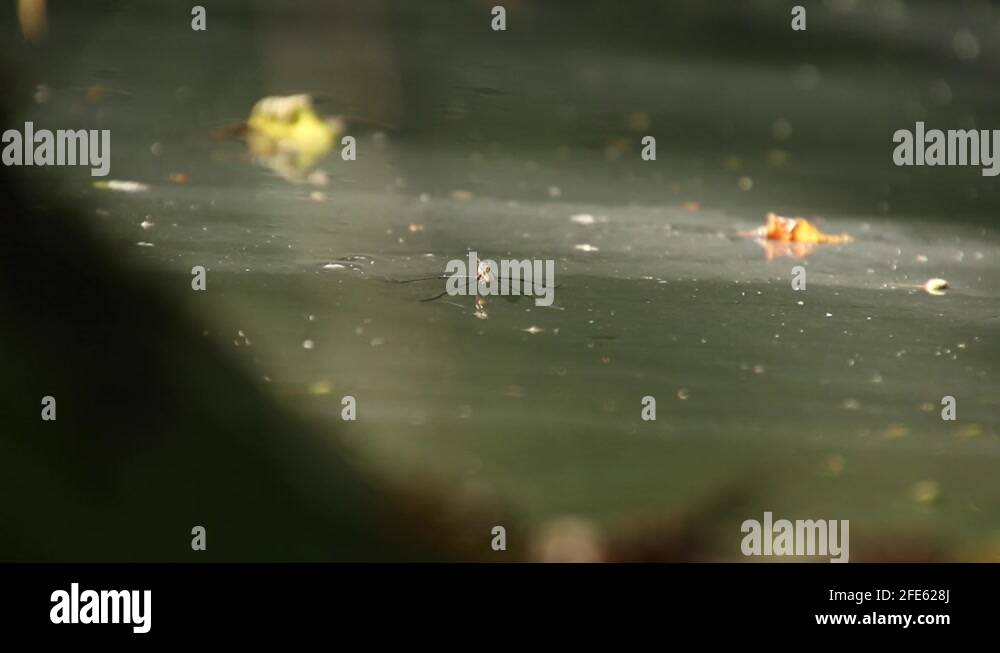 Moving water skeeter. Water skipper, jesus bug walking on water. Water ...