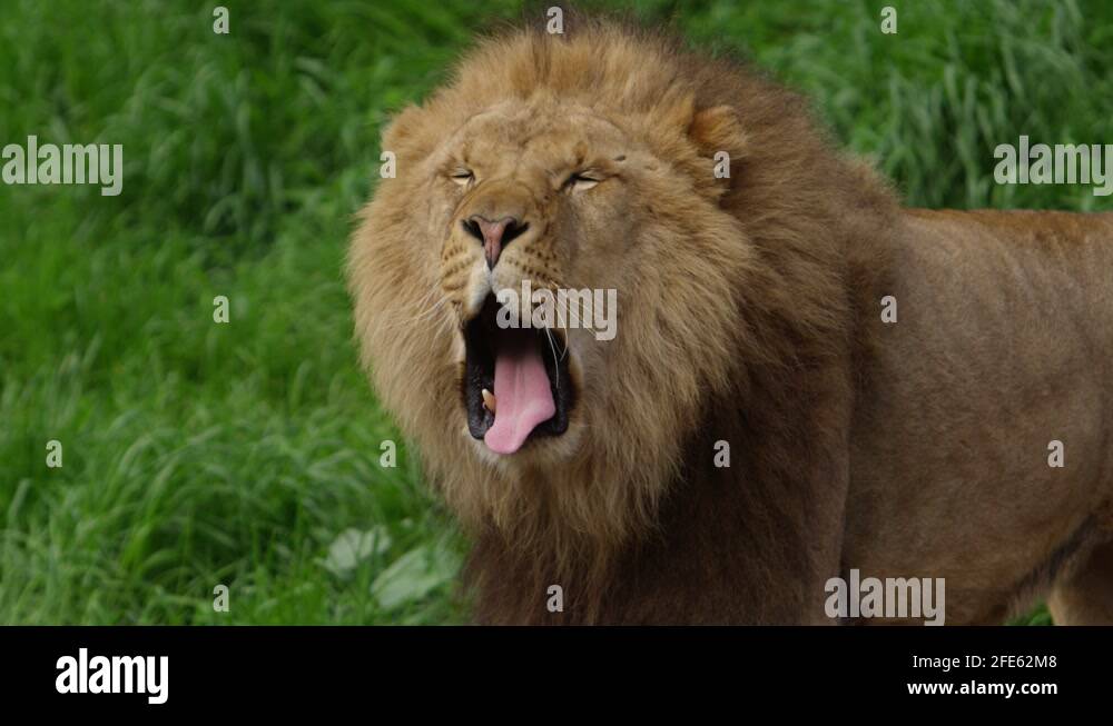 Ferocious lion male Stock Videos & Footage - HD and 4K Video Clips - Alamy