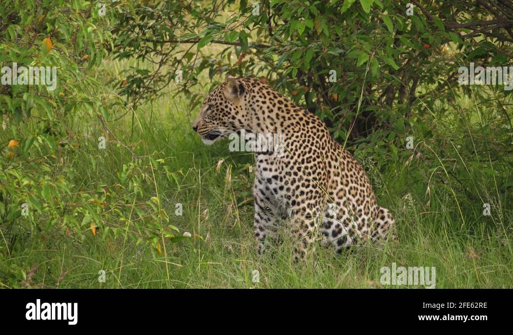 Leopard seated Stock Videos & Footage - HD and 4K Video Clips - Alamy