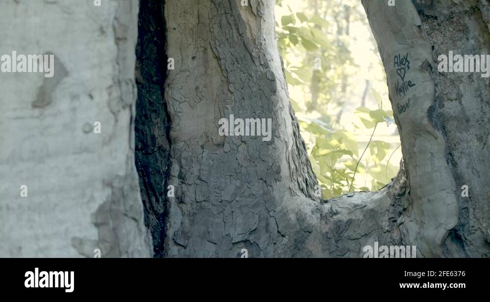 Tree with a small, rectangular hole in it. Other trees can be seen ...