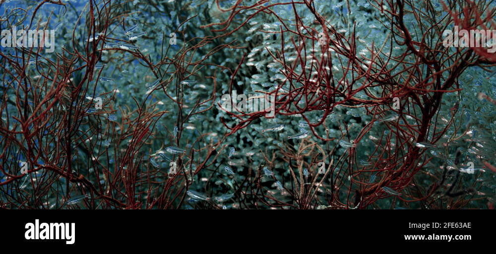 A Red-spotted Cardinalfish or Red-spot Cardinalfish,Ostorhinchus ...