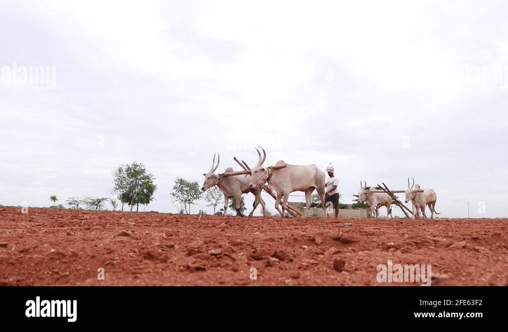 Traditional indian farming Stock Videos & Footage - HD and 4K Video ...