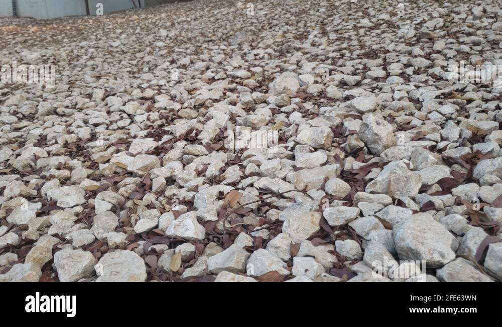 Video of trees Stock Videos & Footage - HD and 4K Video Clips - Alamy