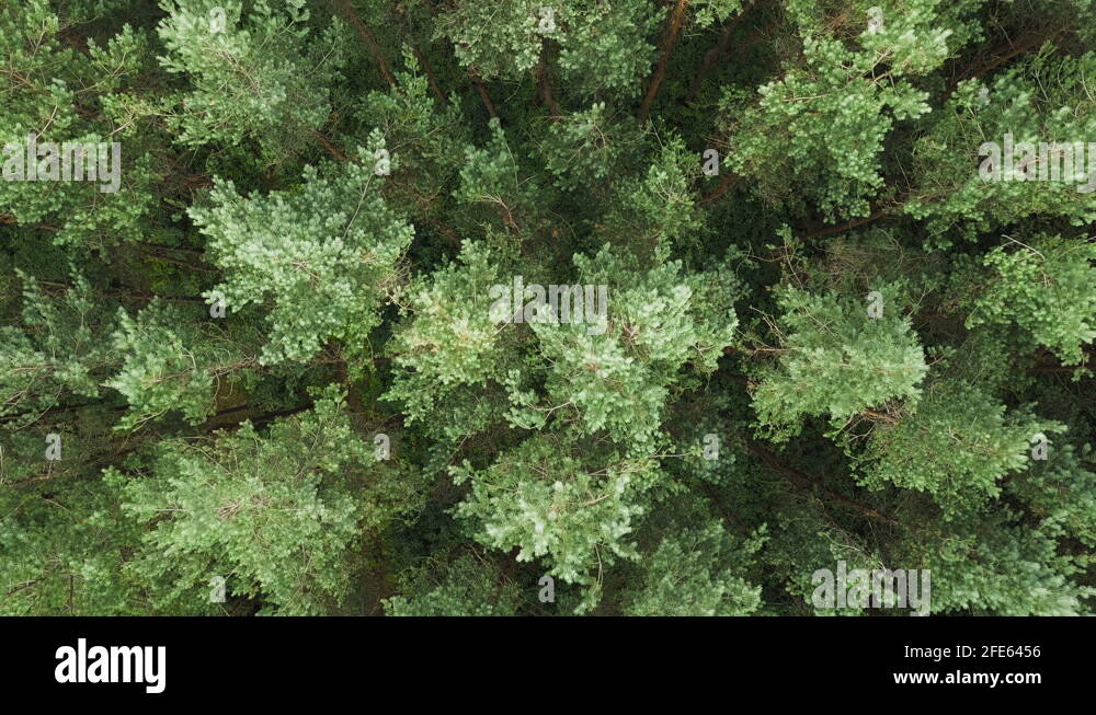 Pine forest top view. Evergreen forest without horizon. Bottom up. 4K ...