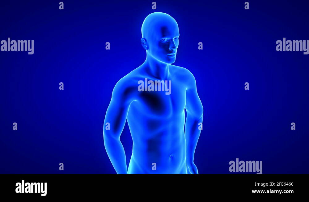 Xray blue human figure Stock Videos & Footage - HD and 4K Video Clips ...