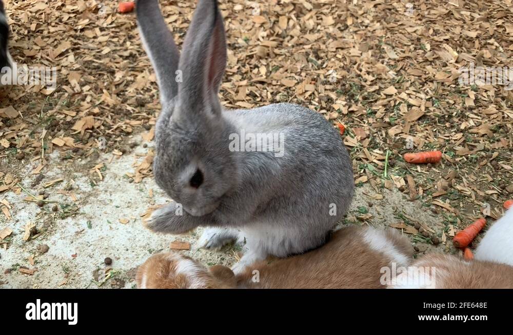 Bonded animals Stock Videos & Footage - HD and 4K Video Clips - Alamy