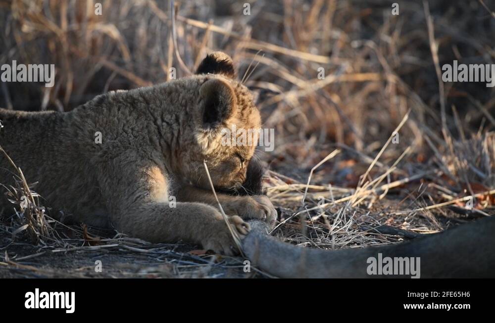 Cub biting tail Stock Videos & Footage - HD and 4K Video Clips - Alamy