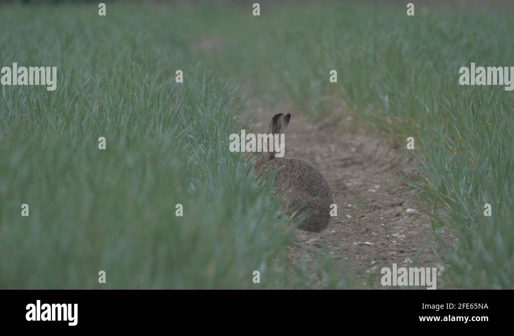 Tractor tracks field Stock Videos & Footage - HD and 4K Video Clips - Alamy