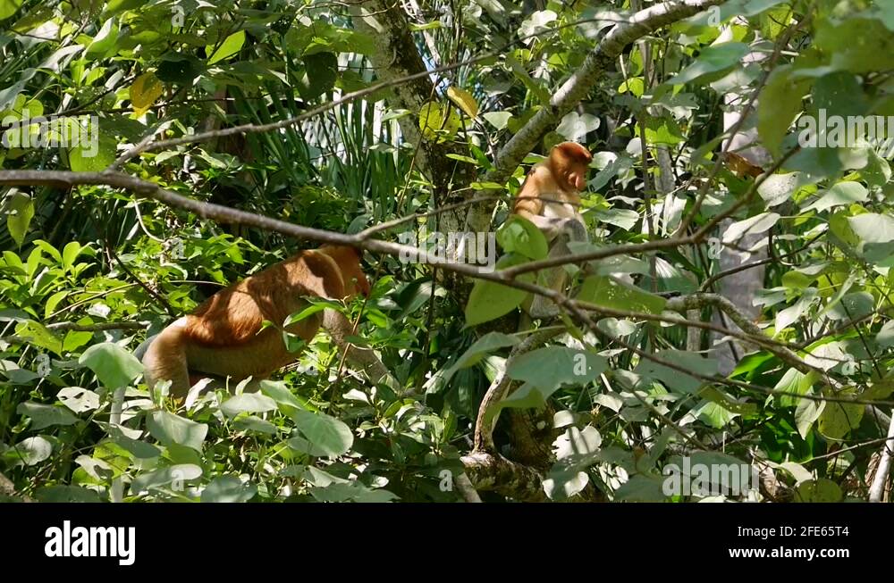 Meeting monkeys Stock Videos & Footage - HD and 4K Video Clips - Alamy