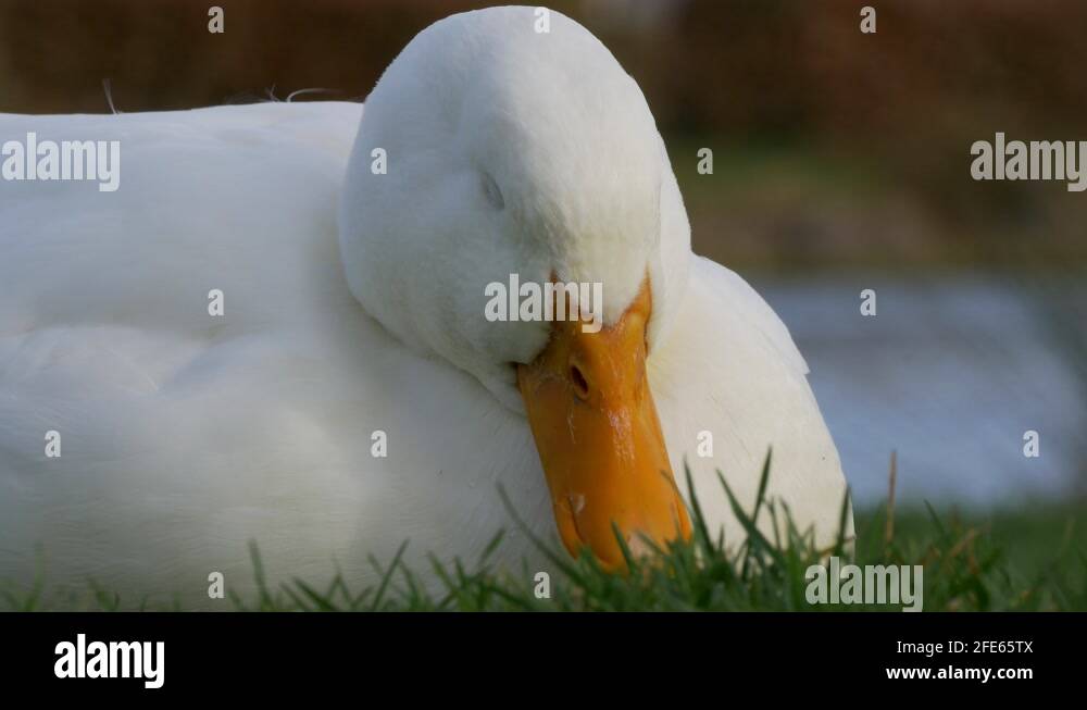 Domestic duck white Stock Videos & Footage - HD and 4K Video Clips - Alamy