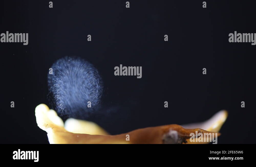 Fungi spore dispersal Stock Videos & Footage - HD and 4K Video Clips ...