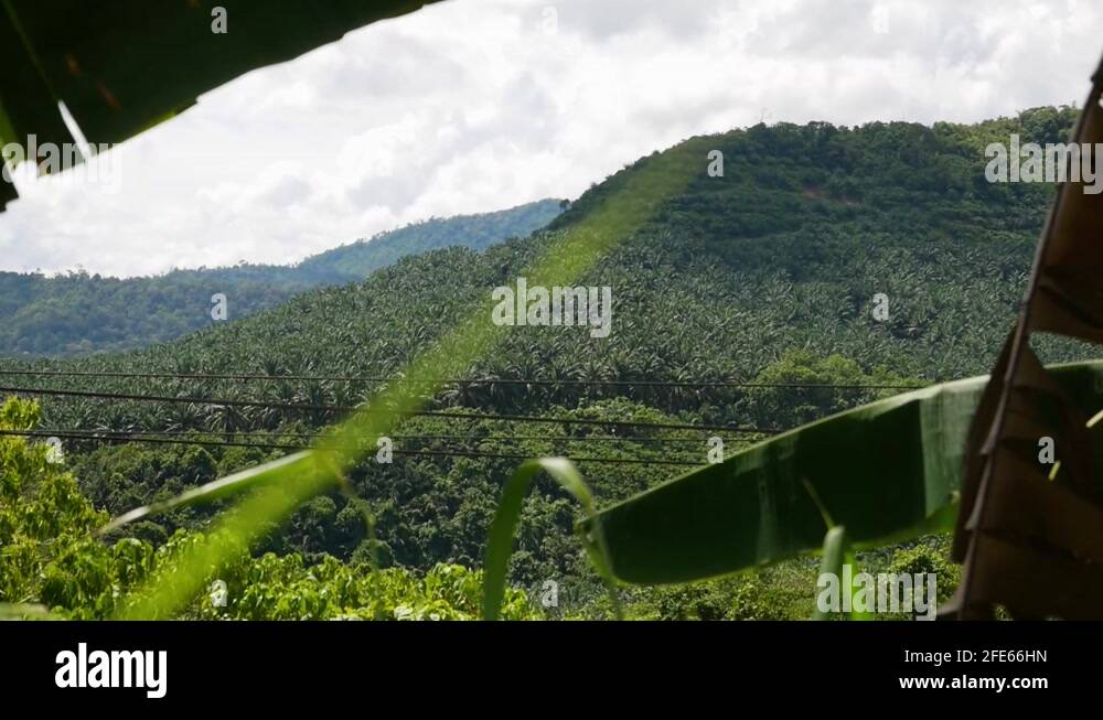 Palm oil plantation borneo Stock Videos & Footage - HD and 4K Video ...