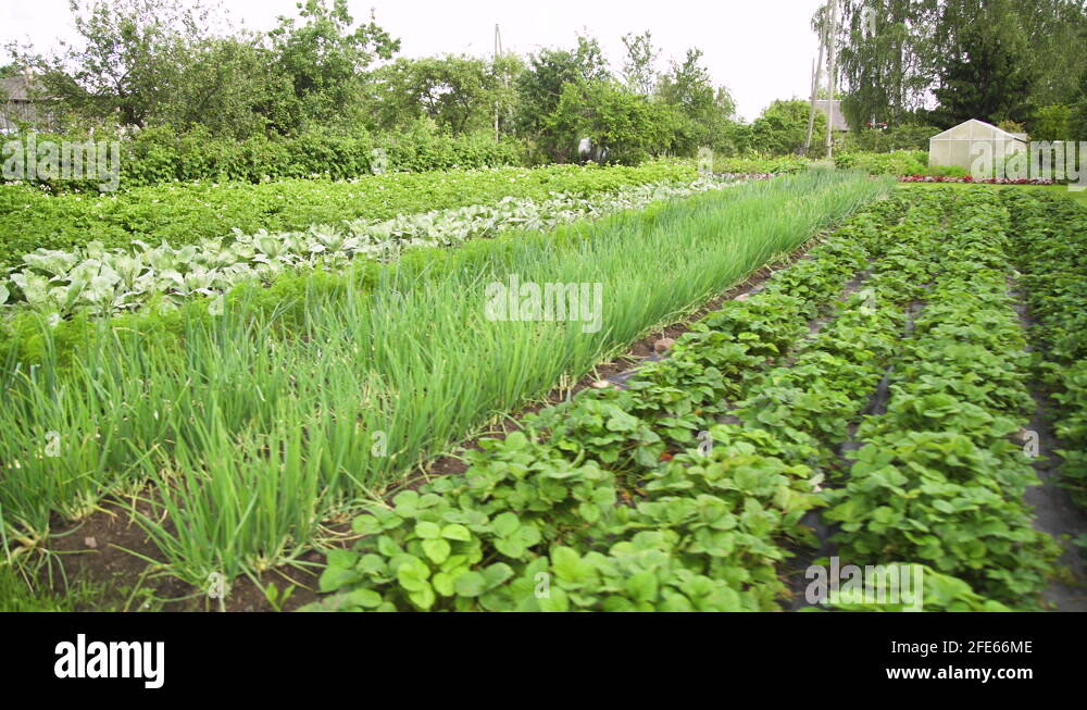 Vegetable food garden Stock Videos & Footage - HD and 4K Video Clips ...