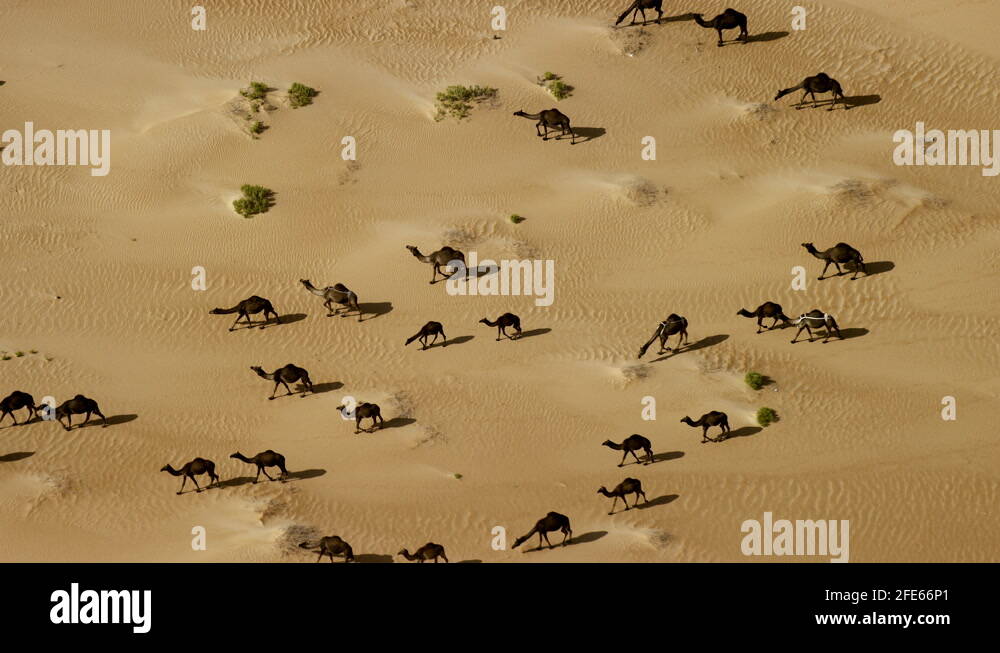Uae desert camel Stock Videos & Footage - HD and 4K Video Clips - Alamy