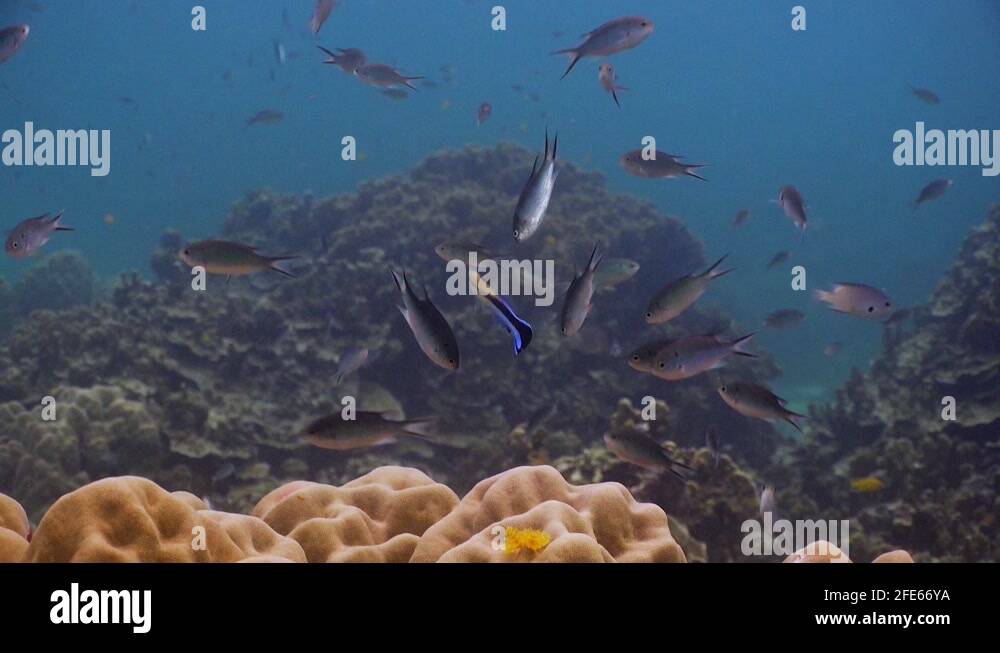 Blue streak cleaner wrasse Stock Videos & Footage - HD and 4K Video ...
