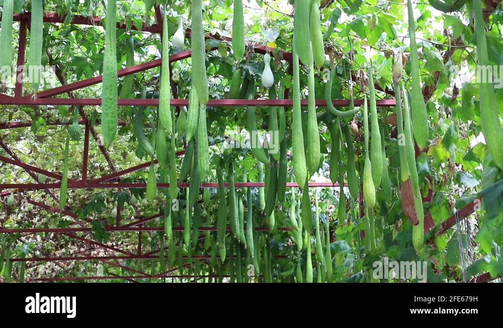 Egyptian luffa fruit loofah luffa Stock Videos & Footage - HD and 4K ...