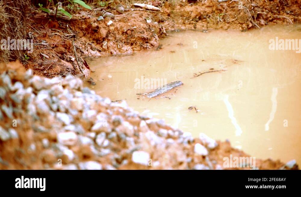 Throwingarockinwater Stock Videos & Footage - HD and 4K Video Clips - Alamy