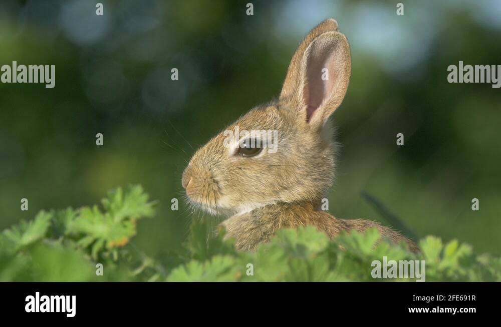 Posing rabbit Stock Videos & Footage - HD and 4K Video Clips - Alamy