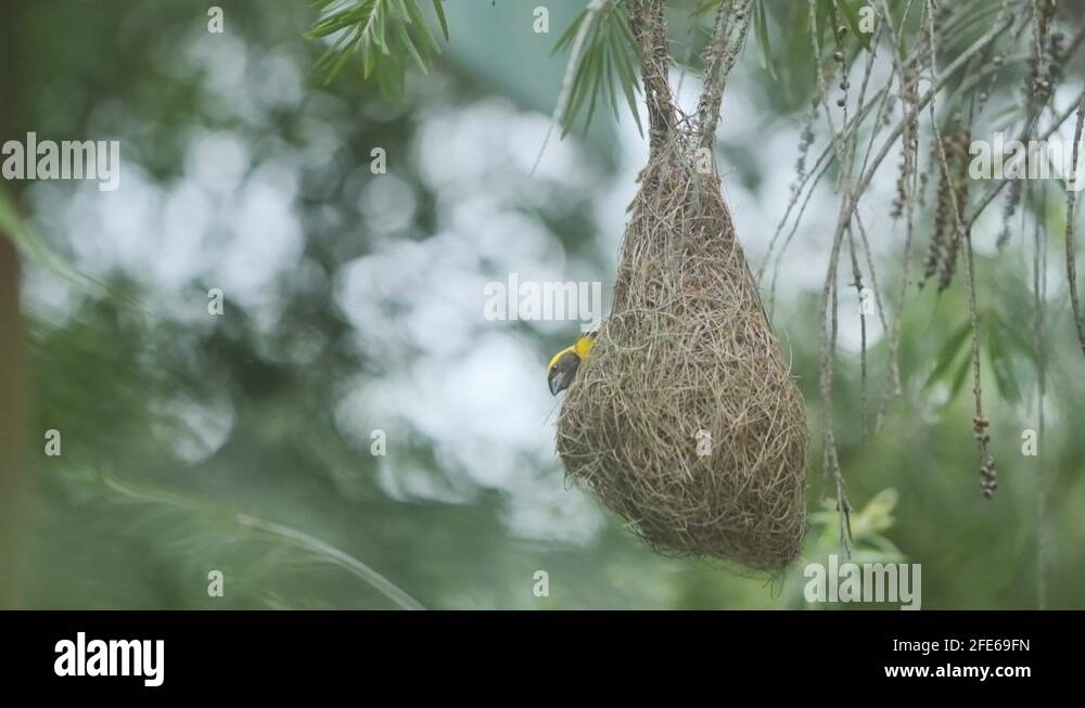 Bird working Stock Videos & Footage - HD and 4K Video Clips - Alamy