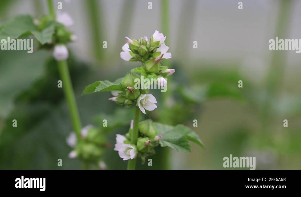 Chinese mallow Stock Videos & Footage - HD and 4K Video Clips - Alamy