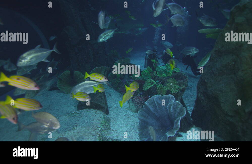 Spine foot Stock Videos & Footage - HD and 4K Video Clips - Alamy