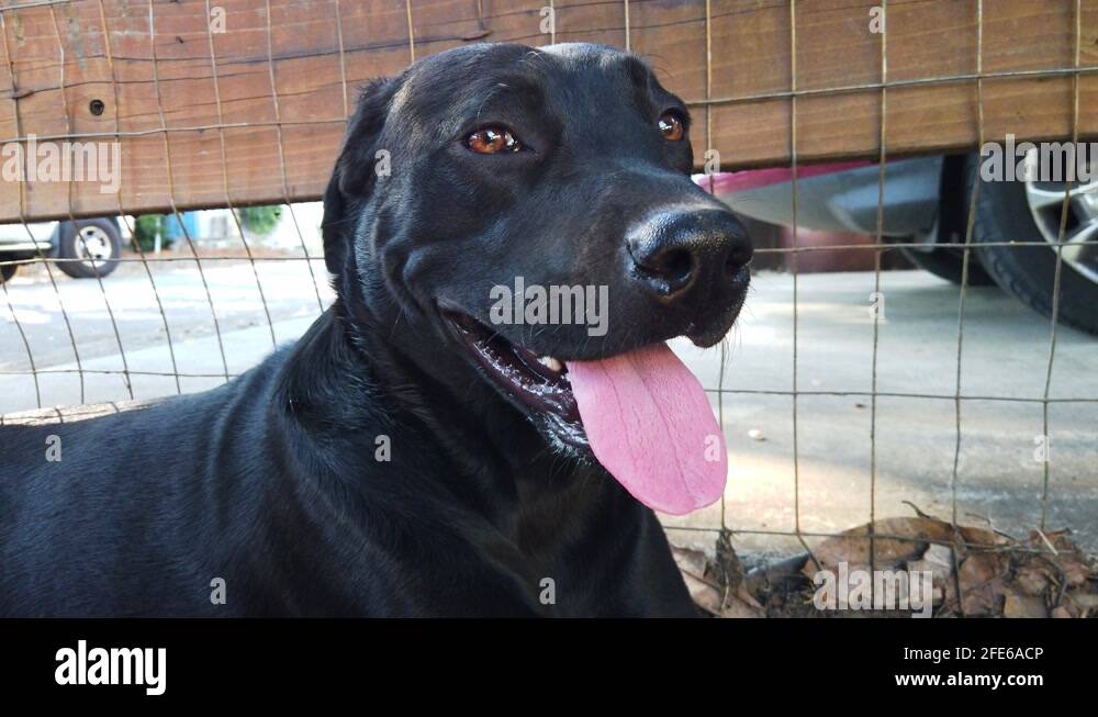 Black labrador puppy dog tongue Stock Videos & Footage - HD and 4K ...