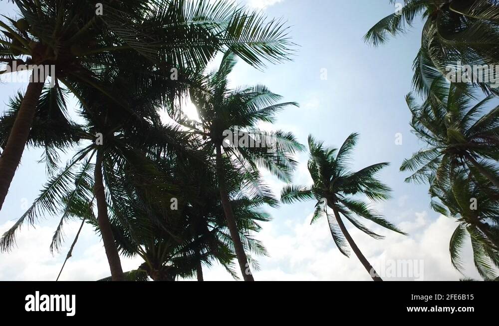 Trees dancing in the water and sun Stock Videos & Footage - HD and 4K ...