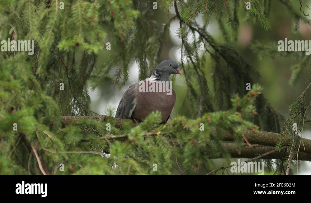 Typical pigeon Stock Videos & Footage - HD and 4K Video Clips - Alamy