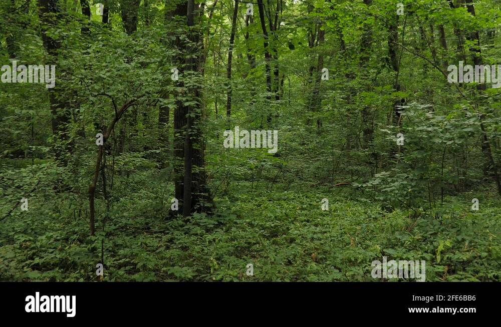 Deciduous woodlands Stock Videos & Footage - HD and 4K Video Clips - Alamy