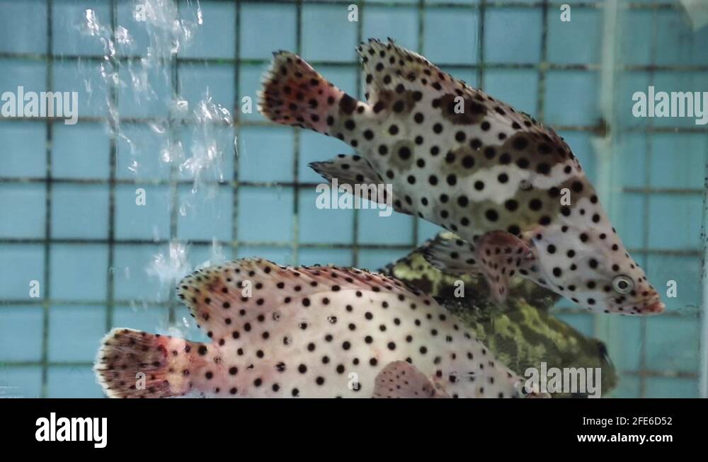 grouper fish in a water tank in a Chinese seafood restaurant Stock ...