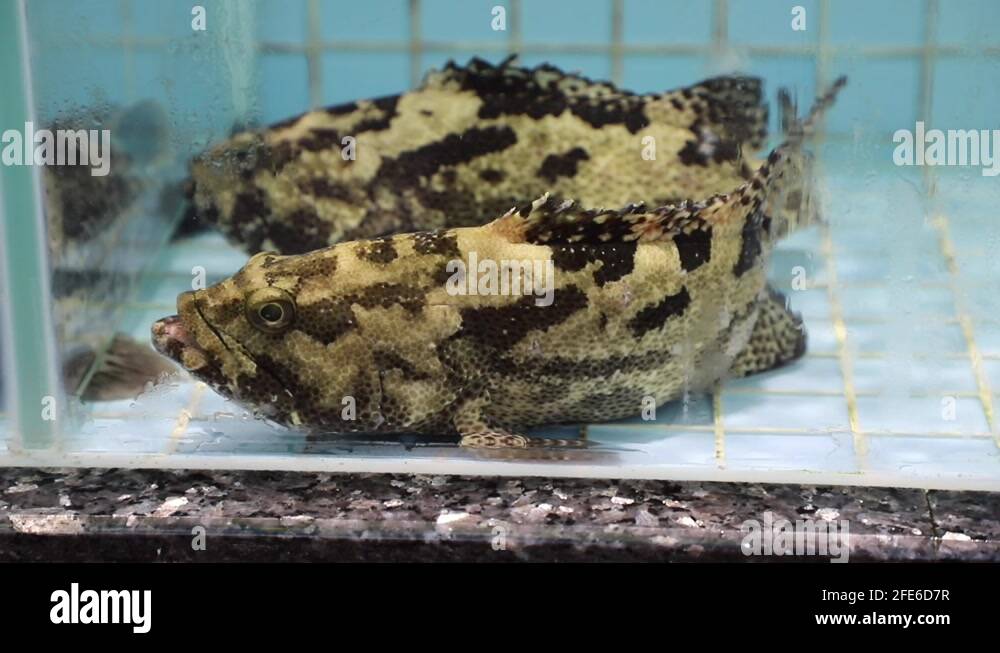 tiger grouper fish in tank in a Chinese seafood restaurant Stock Video ...