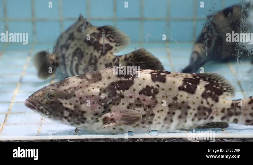 grouper fish in a water tank in a Chinese seafood restaurant Stock ...