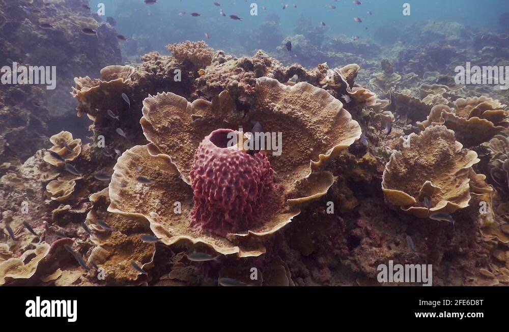 Foliose coral Stock Videos & Footage - HD and 4K Video Clips - Alamy