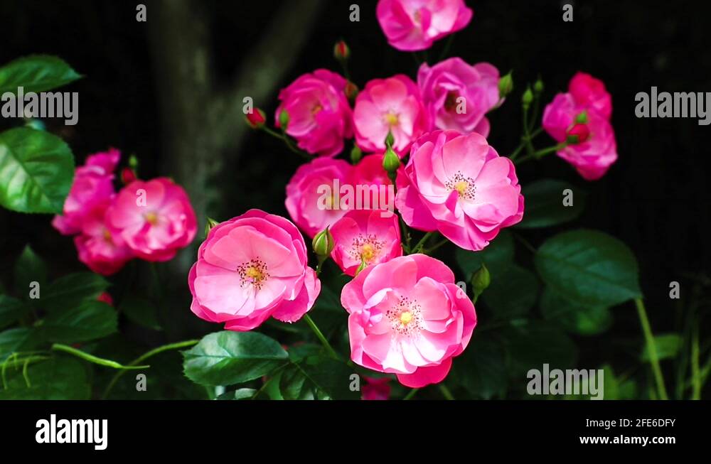 China rose or chinese rose rosa chinensis Stock Videos & Footage - HD ...