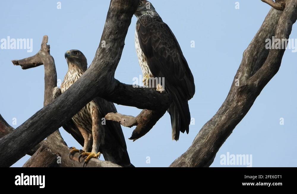 Biggest eagles Stock Videos & Footage - HD and 4K Video Clips - Alamy