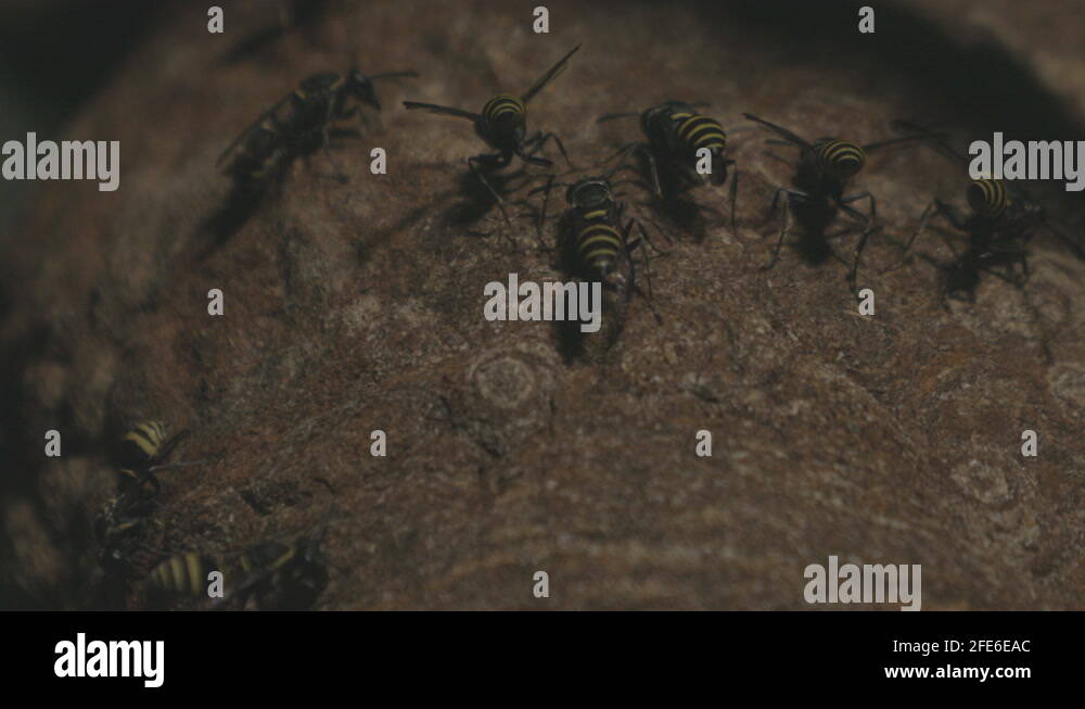 Strong nest Stock Videos & Footage - HD and 4K Video Clips - Alamy