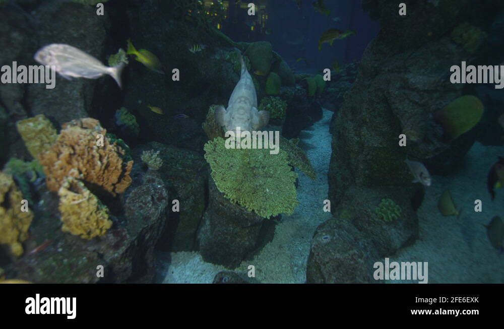 Grouper family Stock Videos & Footage - HD and 4K Video Clips - Alamy