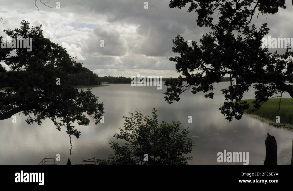 Dark tree branches Stock Videos & Footage - HD and 4K Video Clips - Alamy
