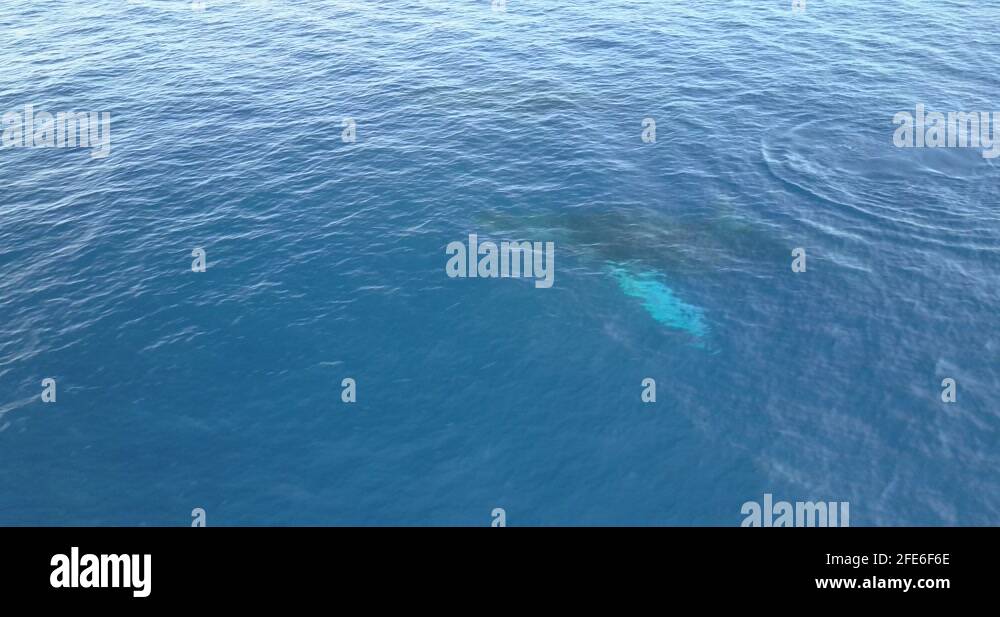 Fin whale cruising Stock Videos & Footage - HD and 4K Video Clips - Alamy