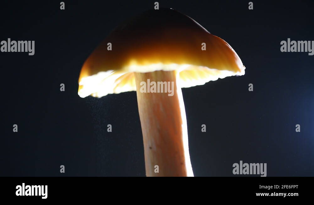 Mushroom releasing spores Stock Videos & Footage - HD and 4K Video ...