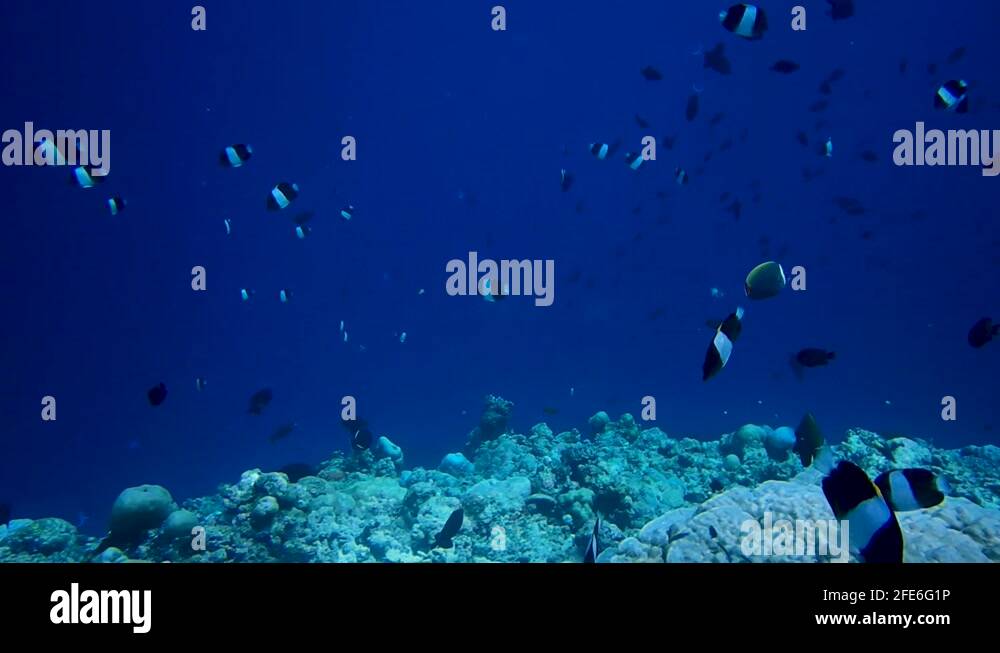School Of Black Pyramid Butterflyfish (Hemitaurichthys zoster) Swimming ...