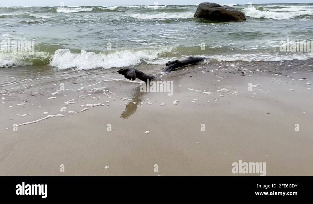 Smashed tree Stock Videos & Footage - HD and 4K Video Clips - Alamy