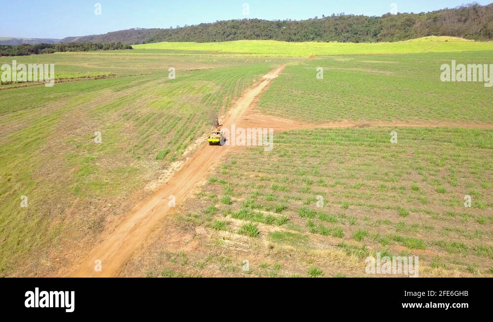 Sugar cane brazil Stock Videos & Footage - HD and 4K Video Clips - Alamy